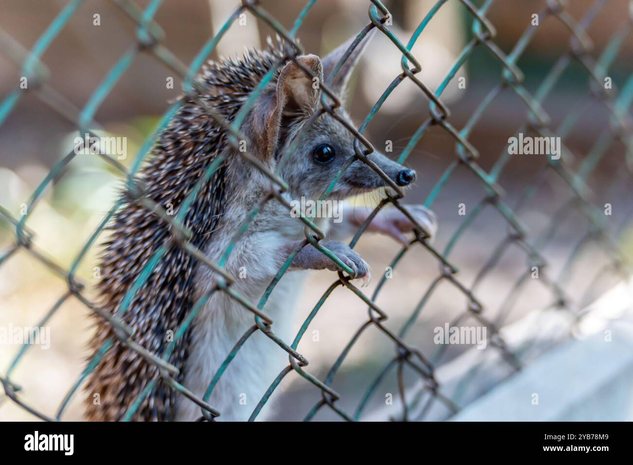 A curious long-eared hedgehog. Hemiechinus auritus Stock Photo - Alamy