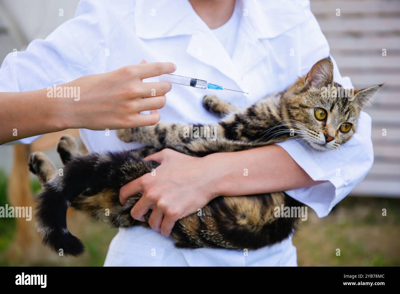 The doctor gives an injection to the cat Stock Photo - Alamy