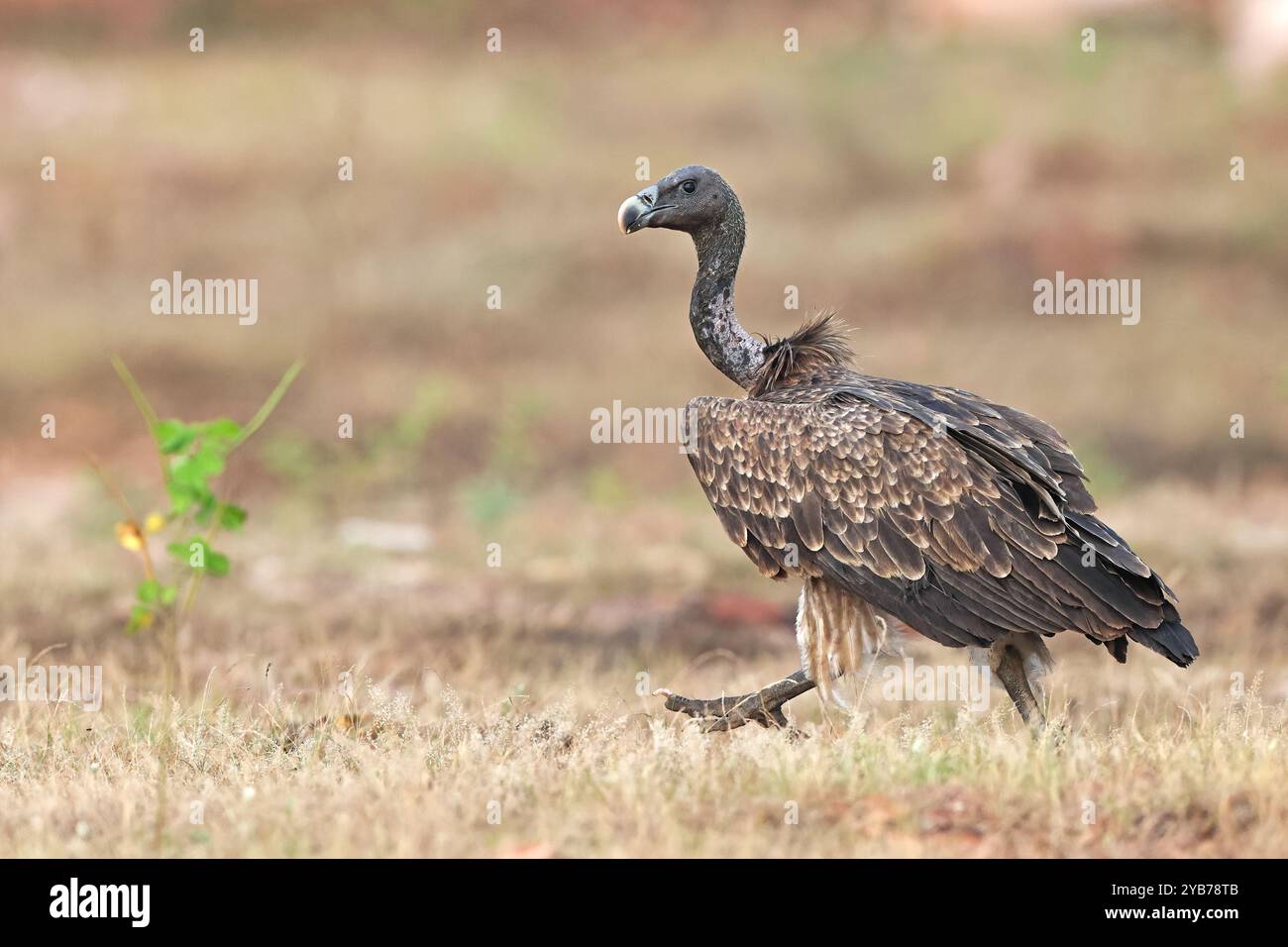 Long-billed Vulture - An endangered specie of ancient vultures Stock ...