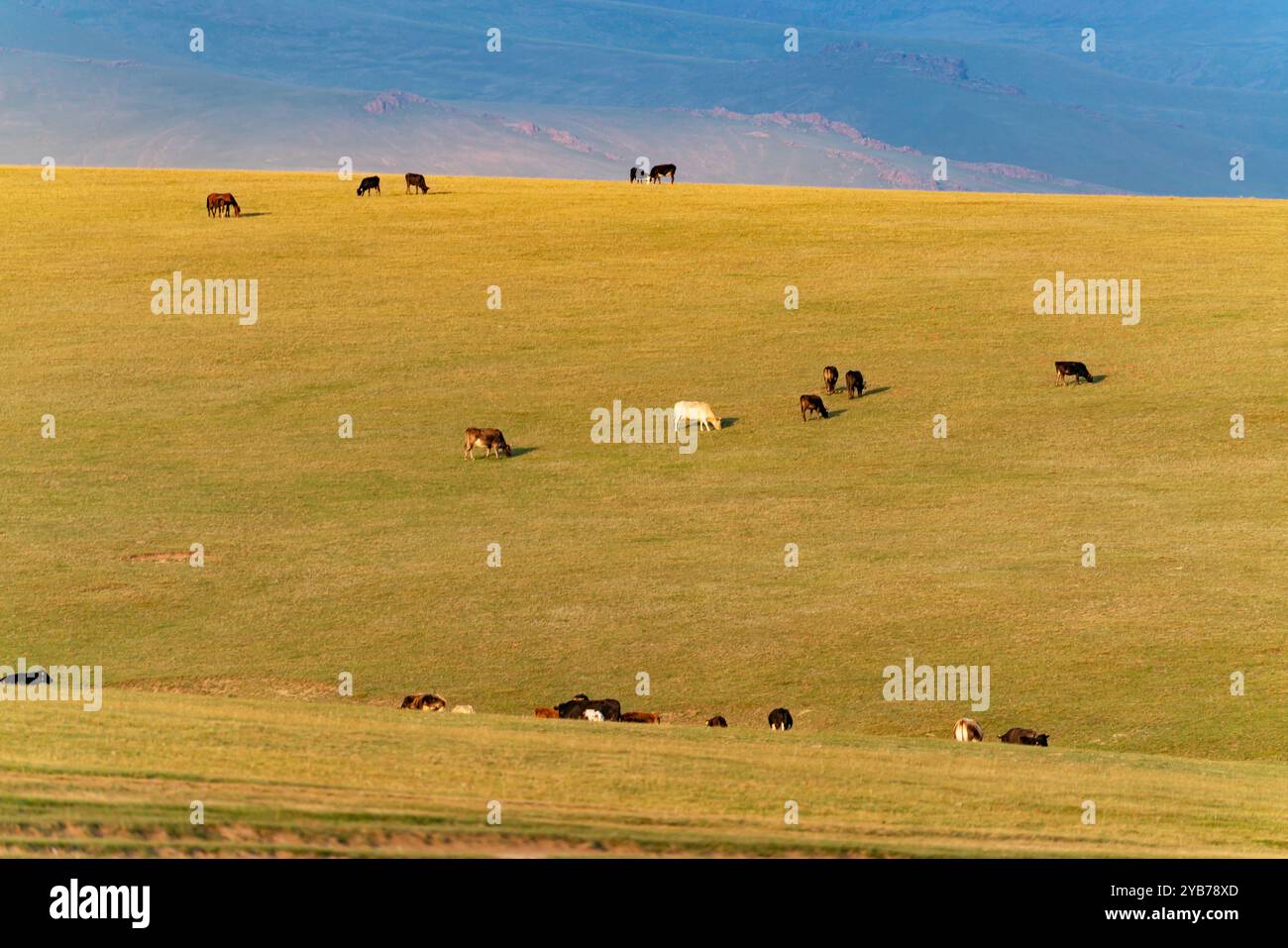 Panoramic multidimensional view of a high-altitude pasture with a large ...
