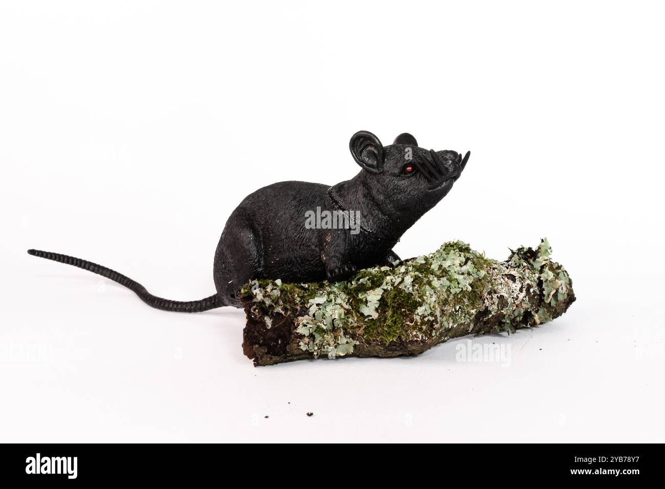Small plastic black rat with long tail standing on a moldy piece of ...