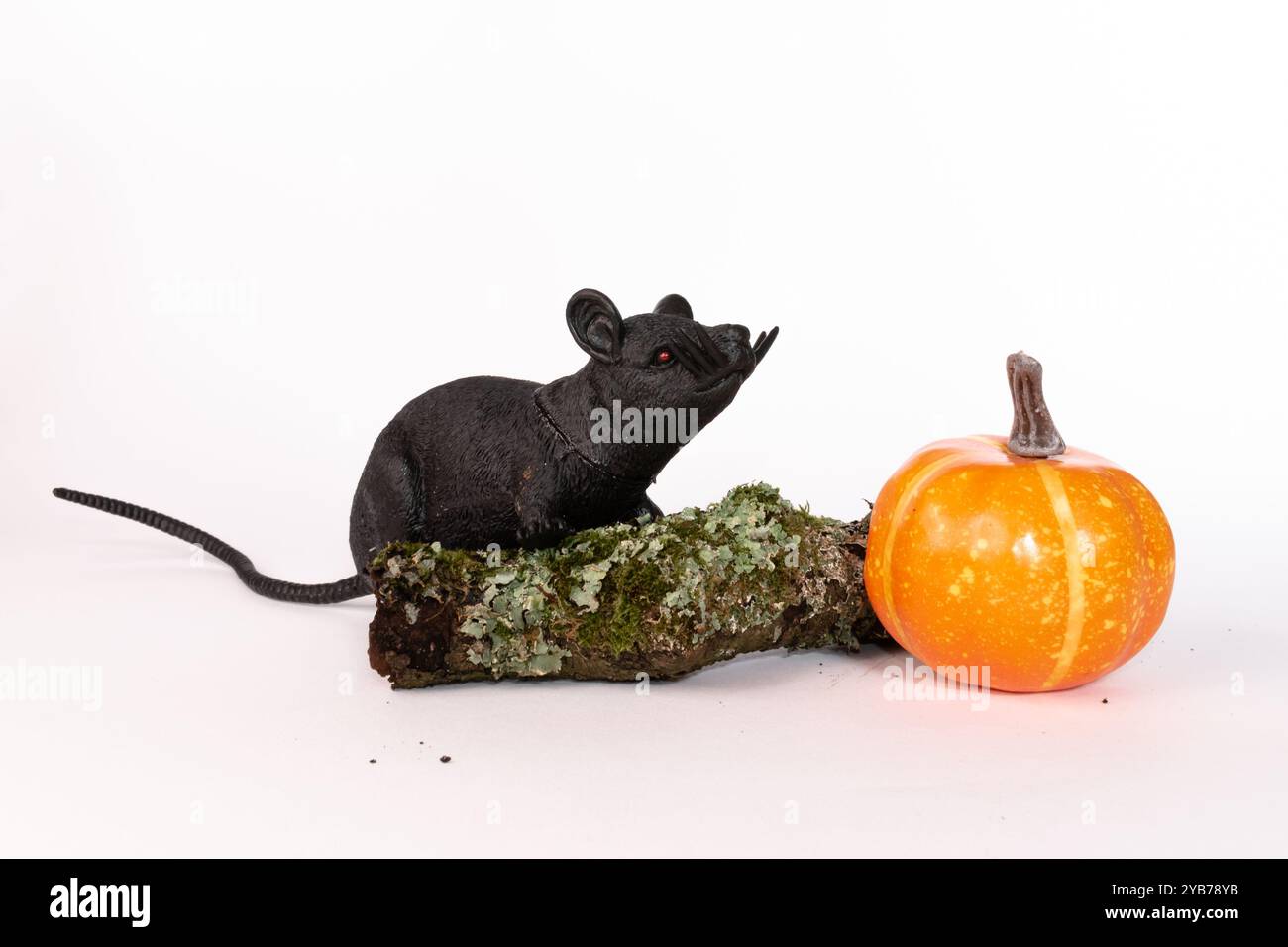Small plastic black rat with long tail and whiskers standing on a moldy ...