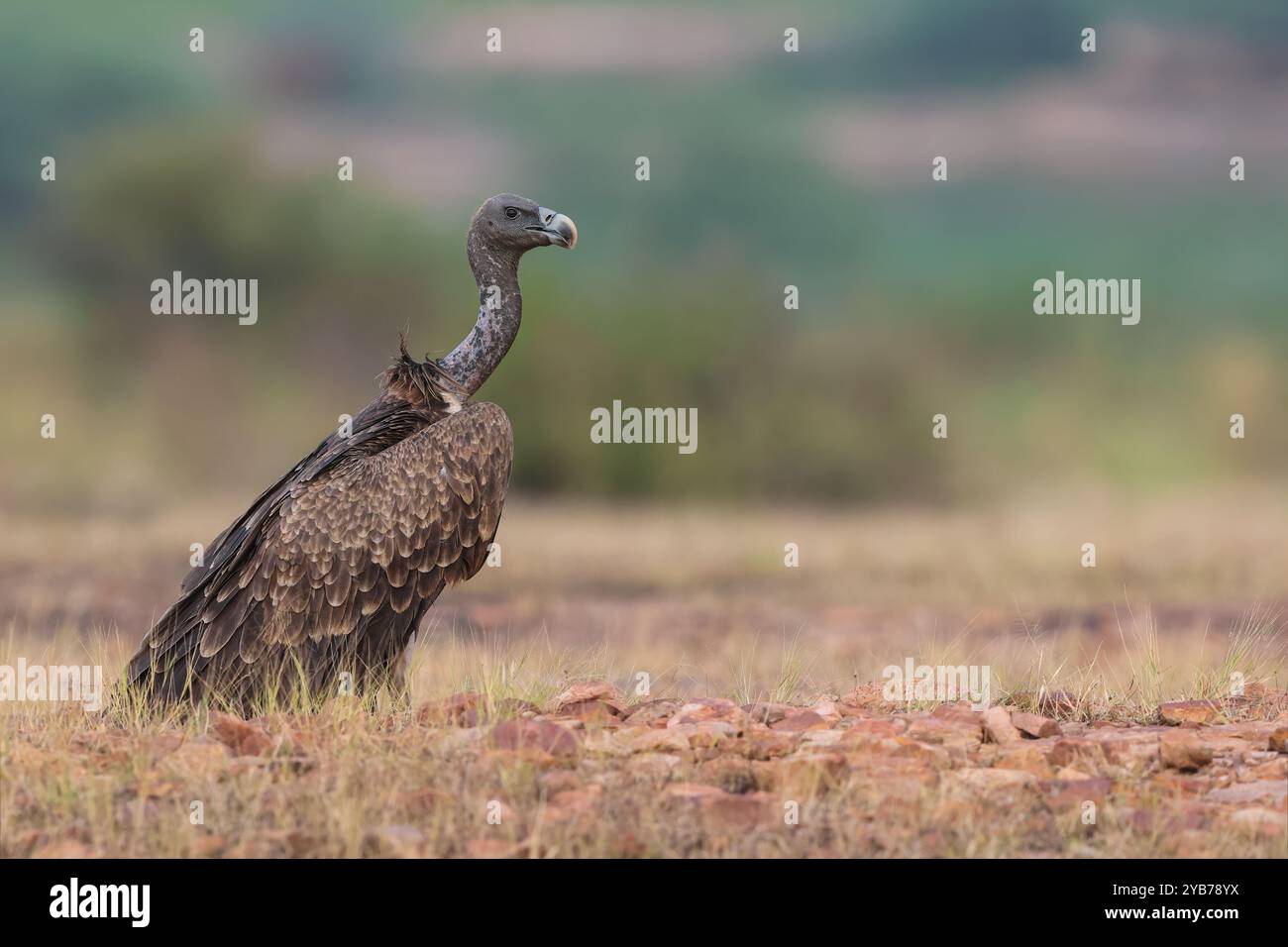 Long-billed Vulture - An endangered specie of ancient vultures Stock ...