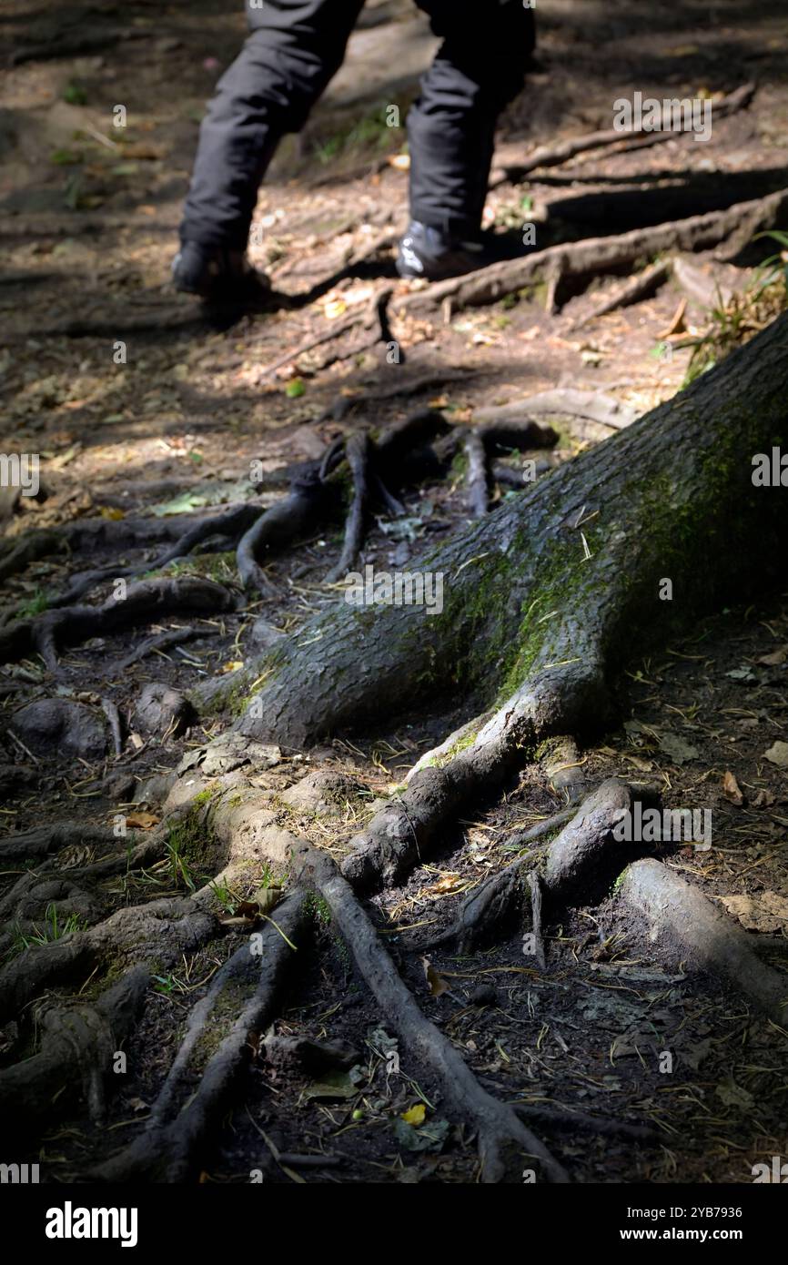tree roots and man climbing in rural environment, derbyshire, england ...
