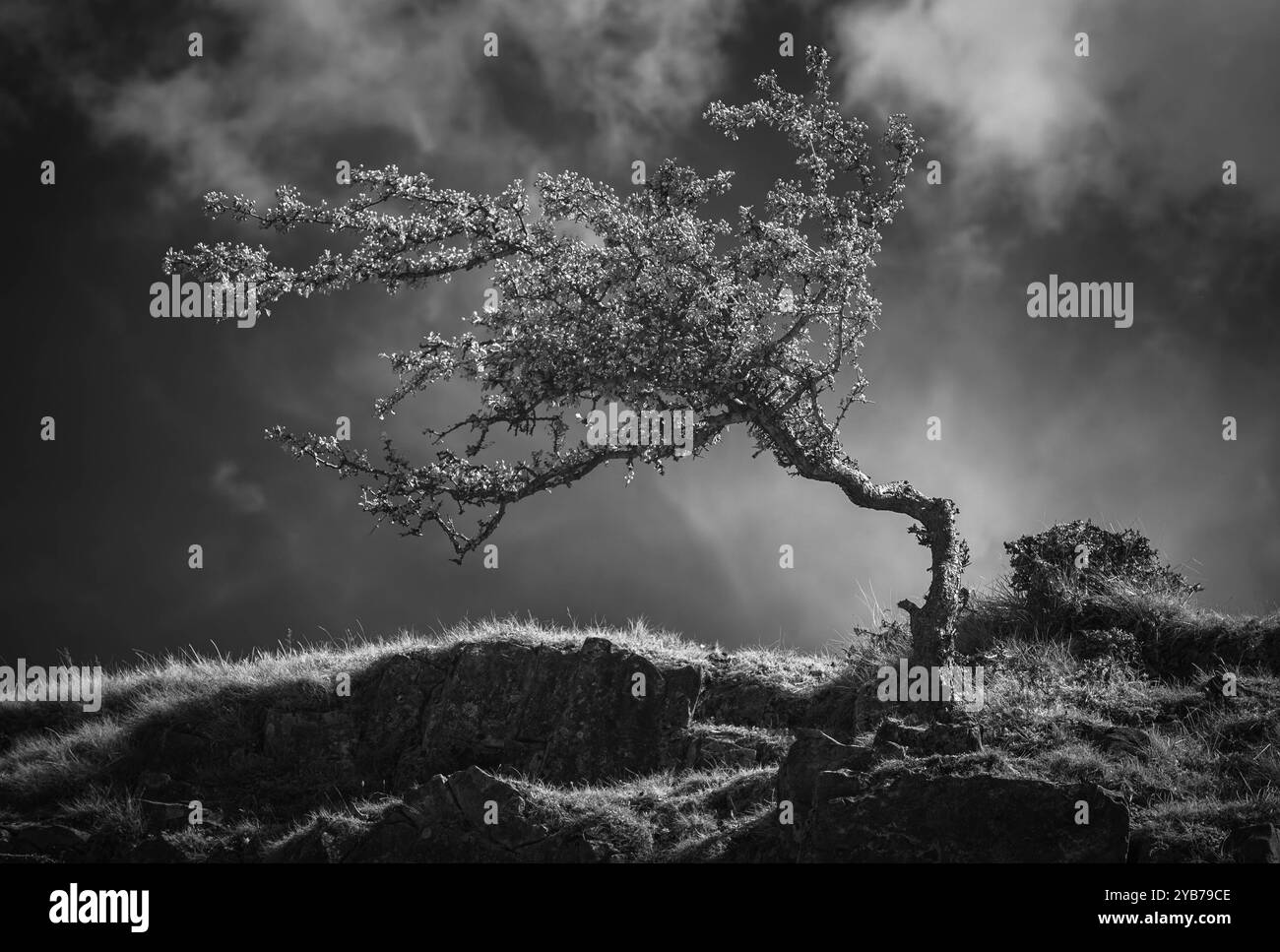 Backlit infrared hawthorn tree Stock Photo - Alamy