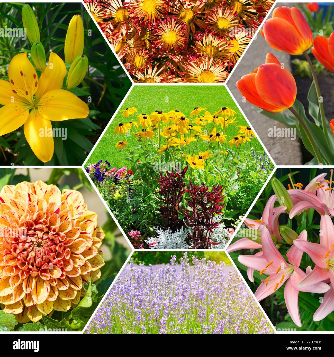 Bright garden flowers in a flower bed. Colorful collage Stock Photo - Alamy