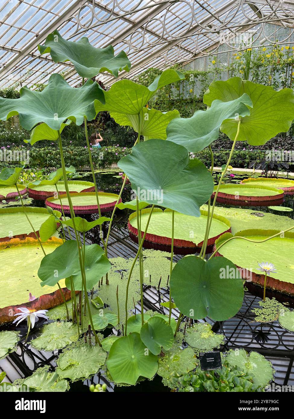Kew gardens, Chiswick, London, England, U.K. Europe Stock Photo - Alamy