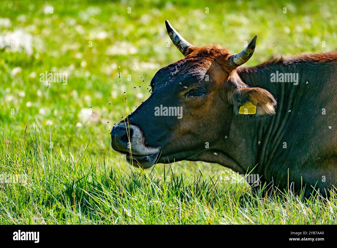 Flies bite the cow. Close-up of a cow's head attacked by blood-sucking ...