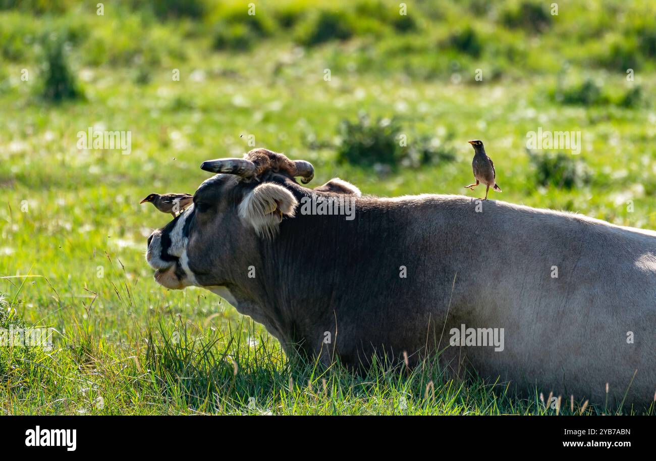 The myna bird sits on the cow's muzzle, the second myna walks on the ...