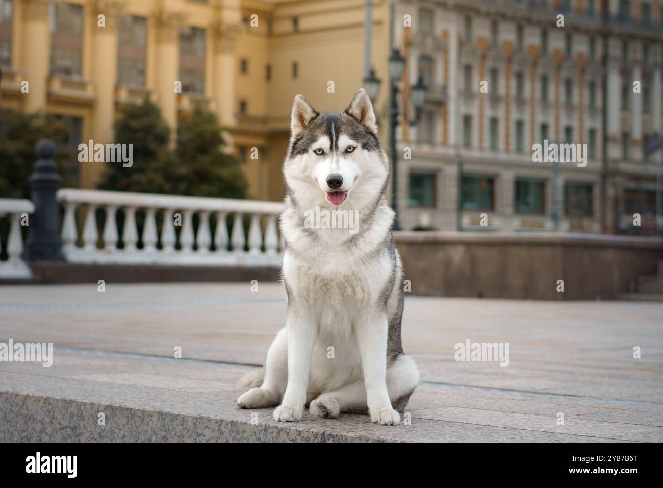 A Siberian Husky sits calmly in front of a historic building in the ...