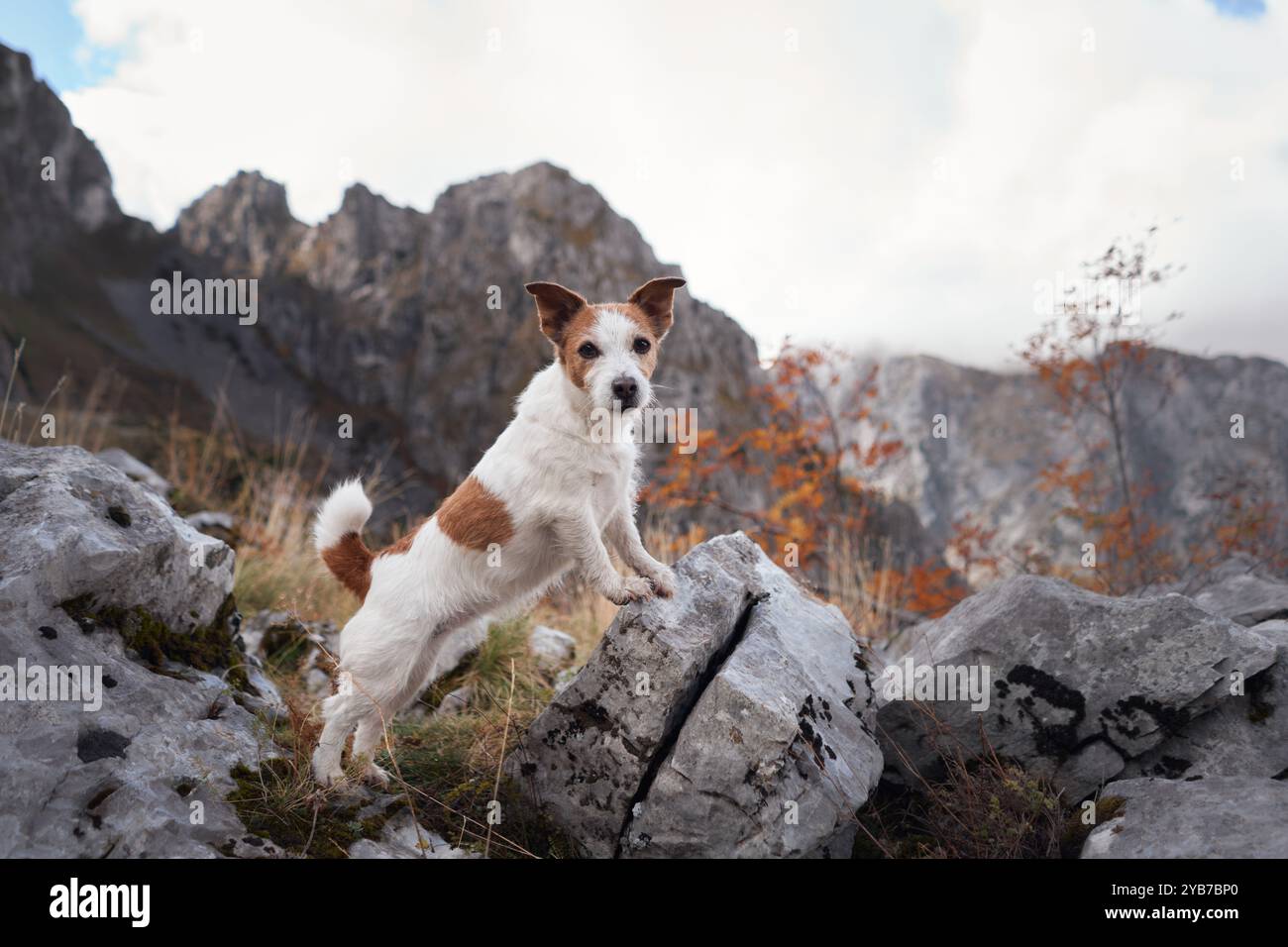 Jack russell terrier climbs rocks hi-res stock photography and images ...