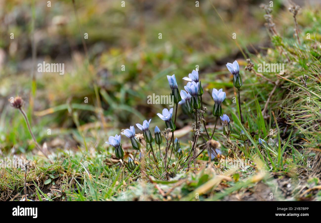 Comastoma falcatum - a flowering plant, close-up. Foothils in Naryn ...