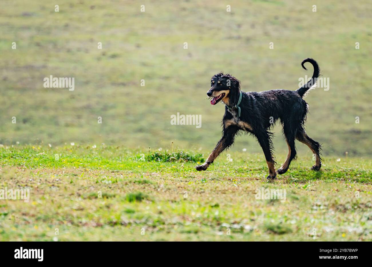 Steppe greyhound hi-res stock photography and images - Alamy