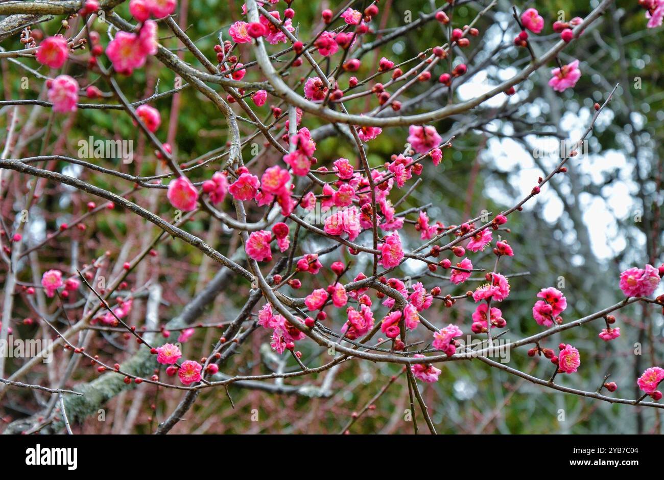 Prunus makinoensis hi-res stock photography and images - Alamy