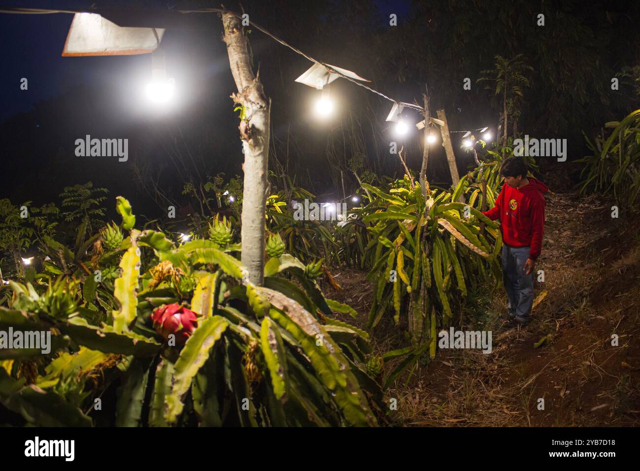Garut, West Java, Indonesia. 17th Oct, 2024. Workers take care of ...
