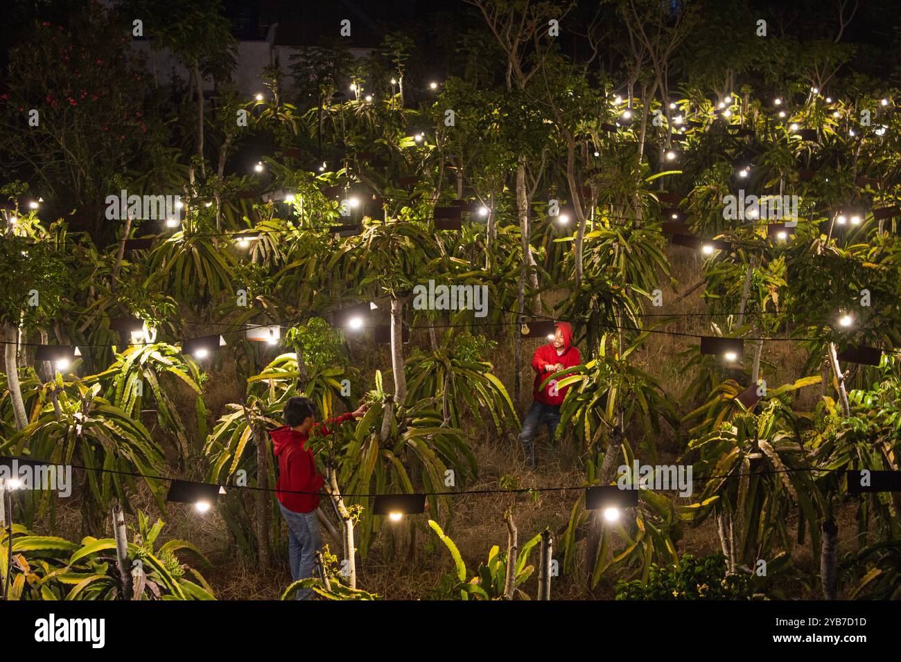 Garut, West Java, Indonesia. 17th Oct, 2024. Workers take care of ...