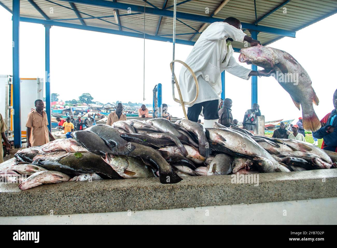A man loads Nile Perch fish at a collection centre at Kasensero fishing ...