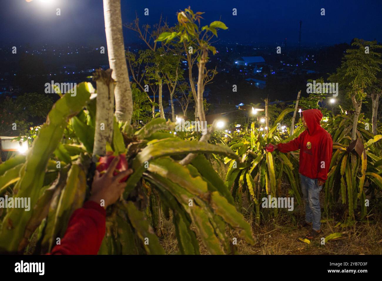 Garut, West Java, Indonesia. 17th Oct, 2024. Workers take care of ...