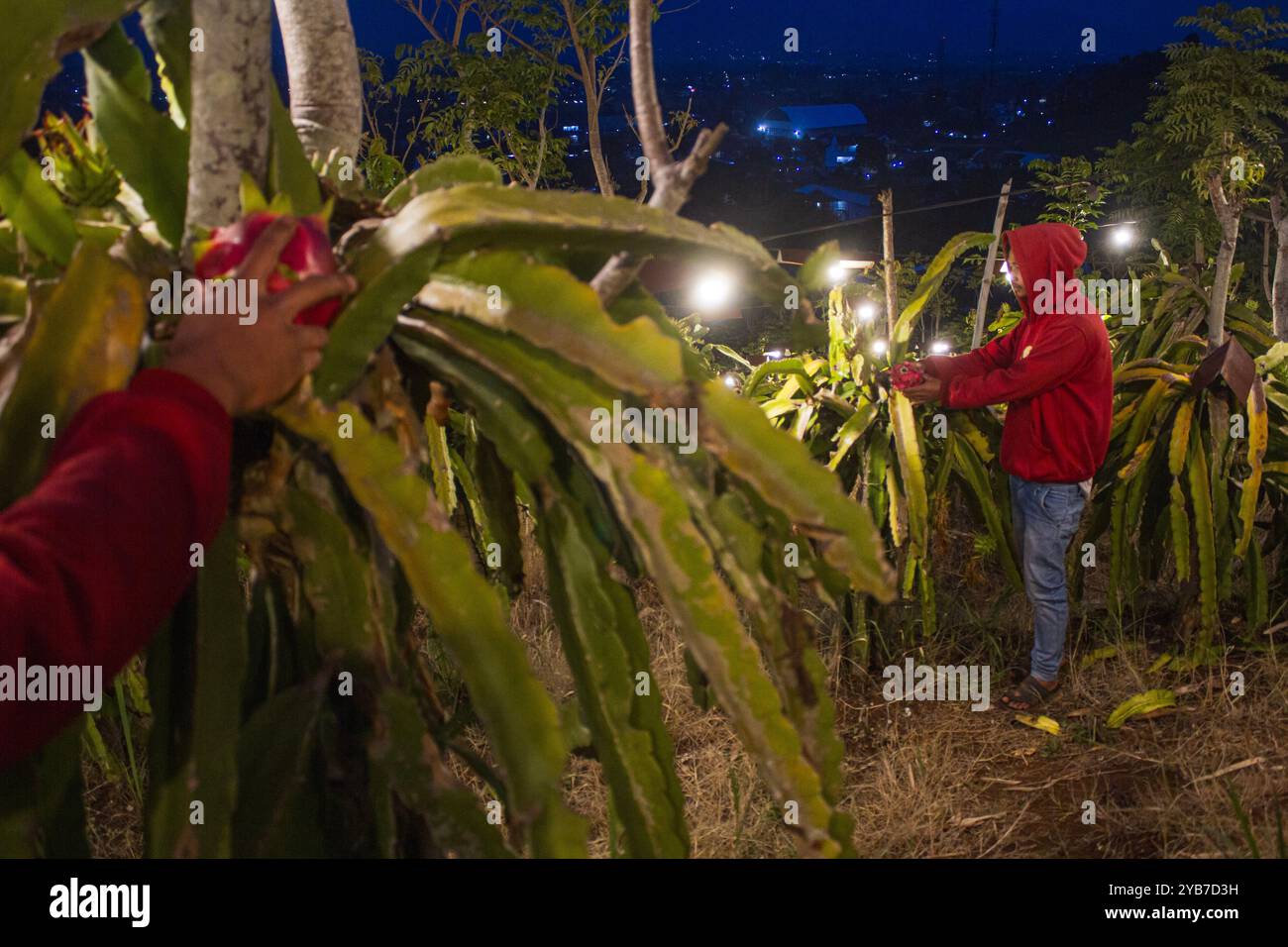 Garut, West Java, Indonesia. 17th Oct, 2024. Workers take care of ...