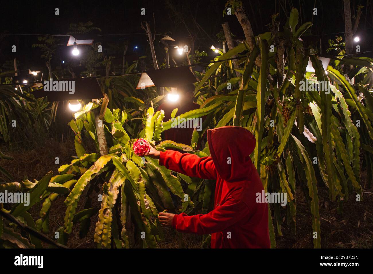 Garut, West Java, Indonesia. 17th Oct, 2024. Workers take care of ...