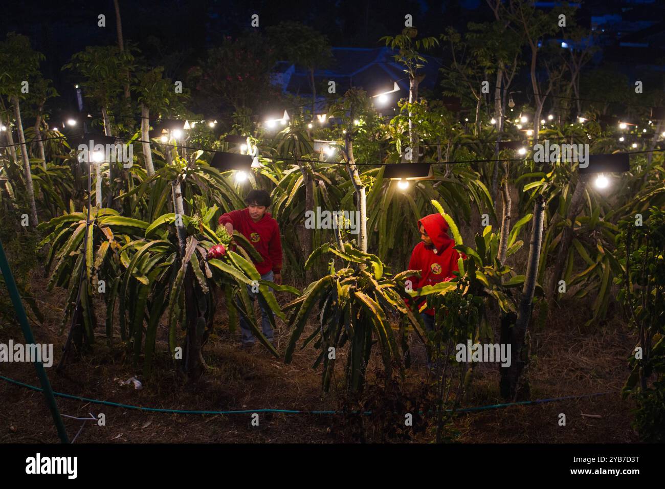 Garut, West Java, Indonesia. 17th Oct, 2024. Workers take care of ...