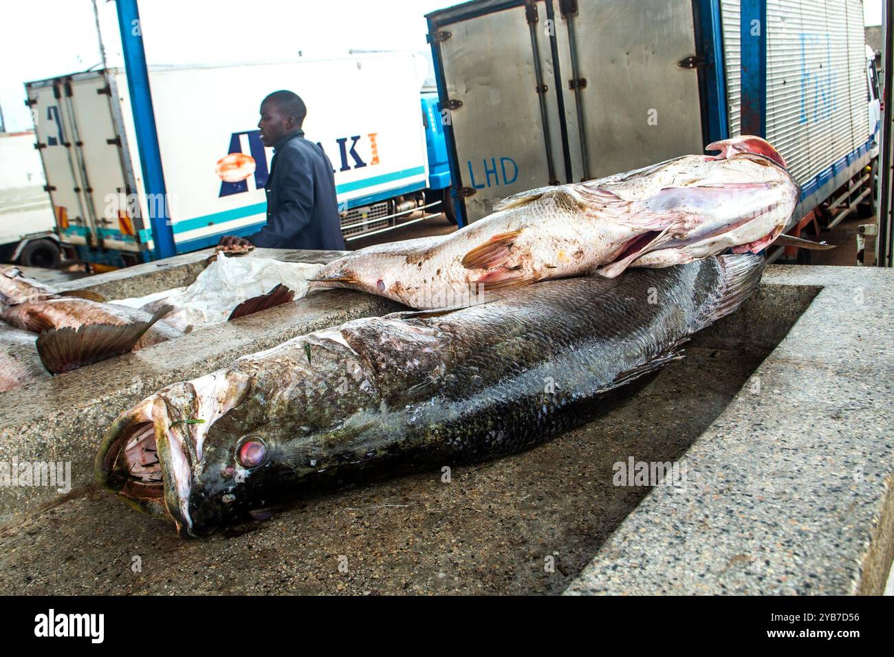 Nile perch lake victoria hi-res stock photography and images - Alamy