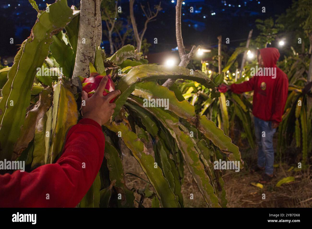 Garut, West Java, Indonesia. 17th Oct, 2024. Workers take care of ...