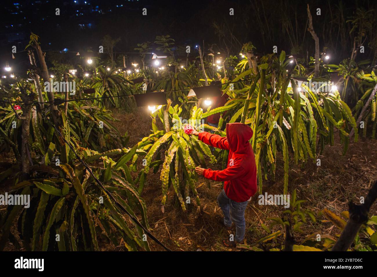 Garut, West Java, Indonesia. 17th Oct, 2024. Workers take care of ...