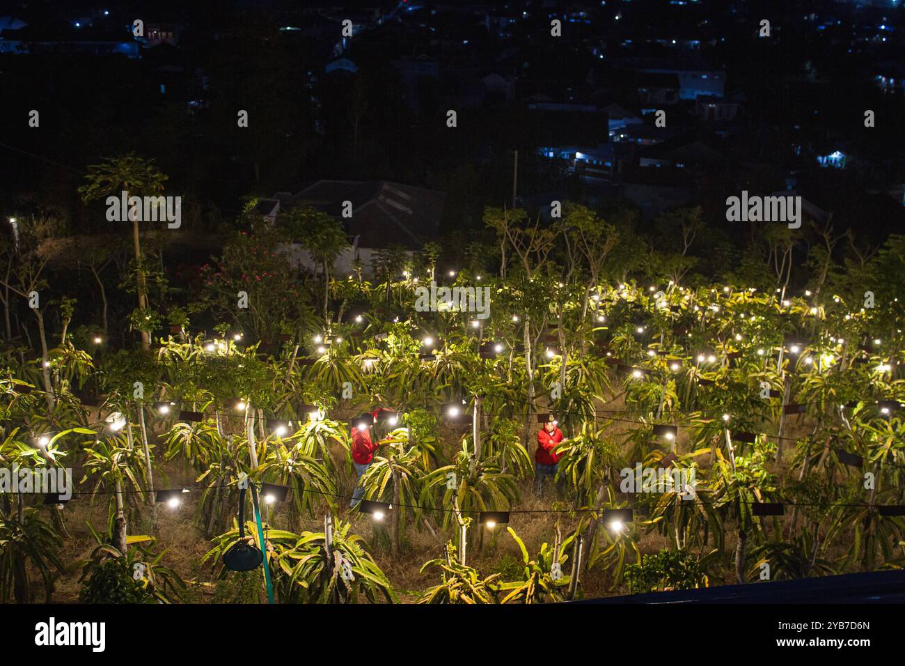 Garut, West Java, Indonesia. 17th Oct, 2024. Workers take care of ...