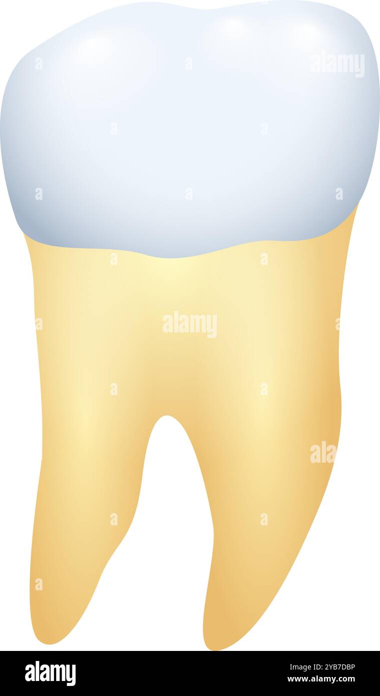 Tooth with yellow root. Whitening dentistry. Oral hygiene Stock Vector ...