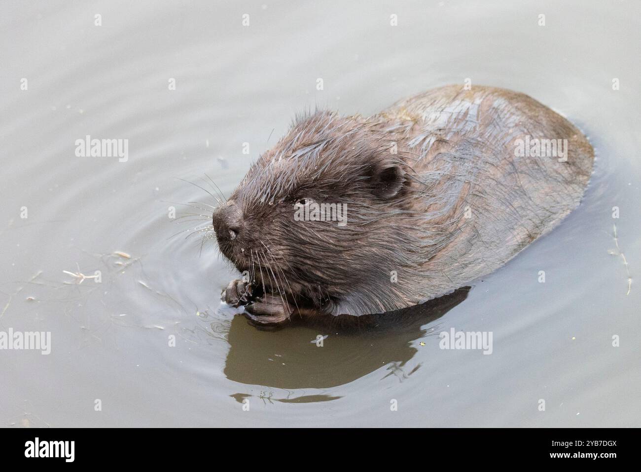 Grass beaver hi-res stock photography and images - Alamy