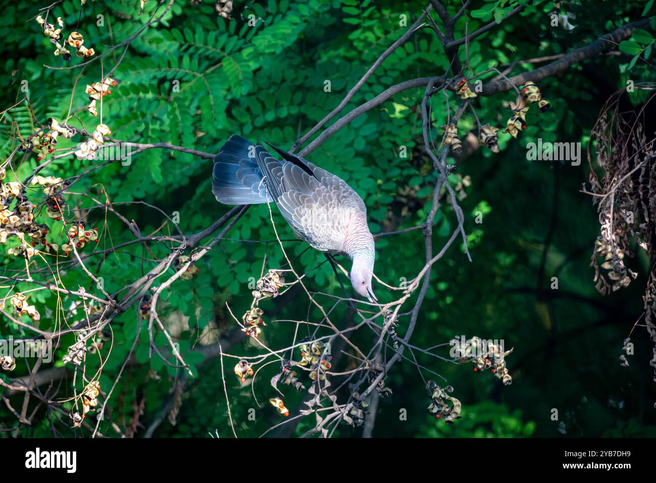 Wild dove known as "pombão" or "asa branca" or "pomba carijó ...
