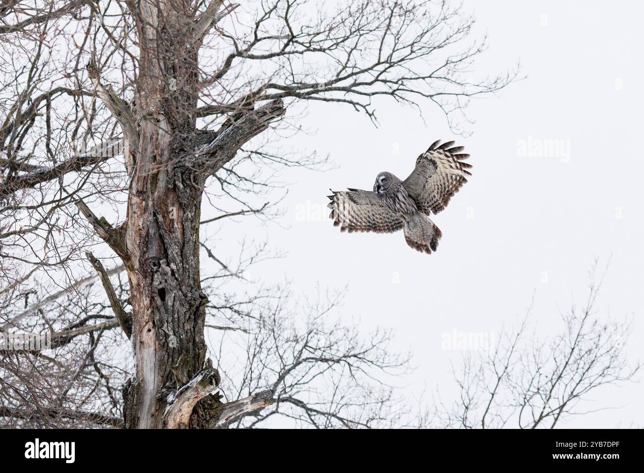 Great gray owl flies up to a tree to sit on a branch. Monochrome Stock ...