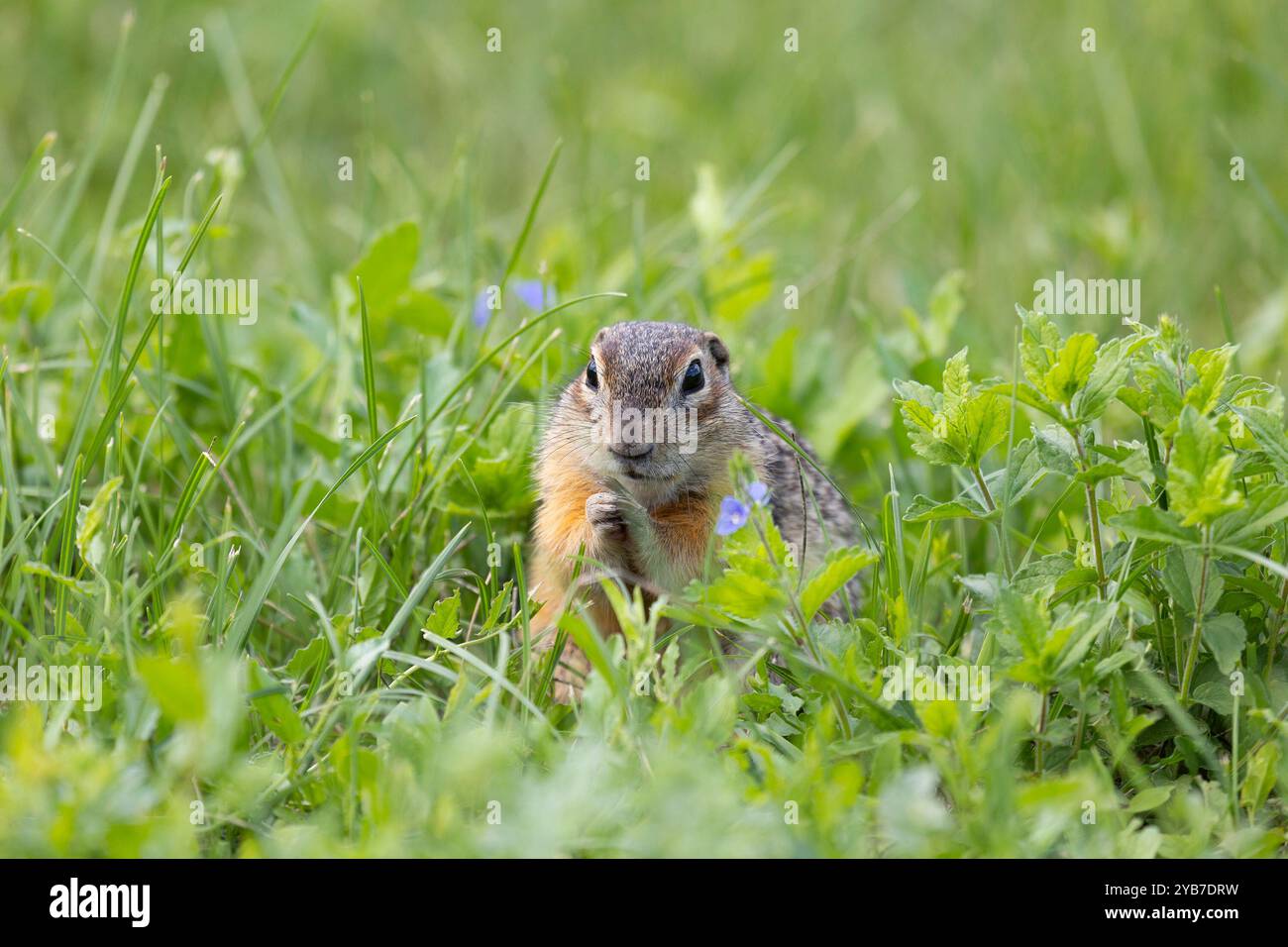 Speckled ground squirrel animal stands on its hind legs Stock Photo - Alamy