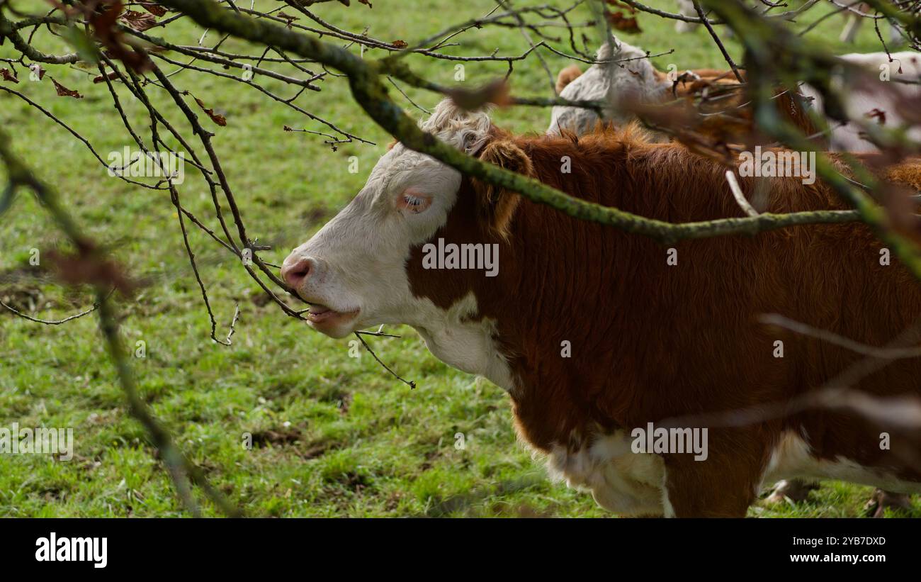 October content hi-res stock photography and images - Alamy