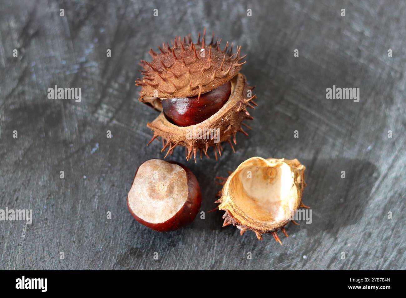 Close up photo of chestnuts on dark grey textured background with space ...