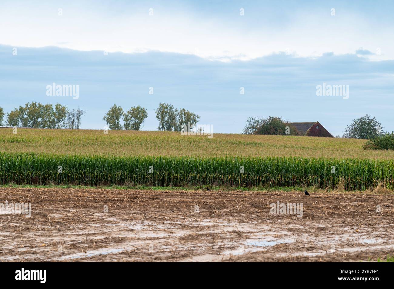 Colorful plowed agriculture fields at the Flemish countryside in ...