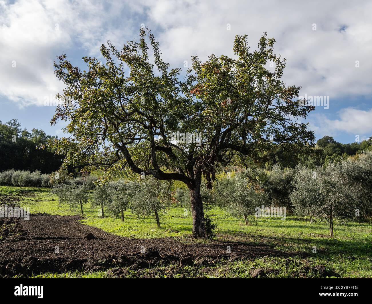 Quicksilver: the olive field. The gnarled trunks tell ancient stories ...