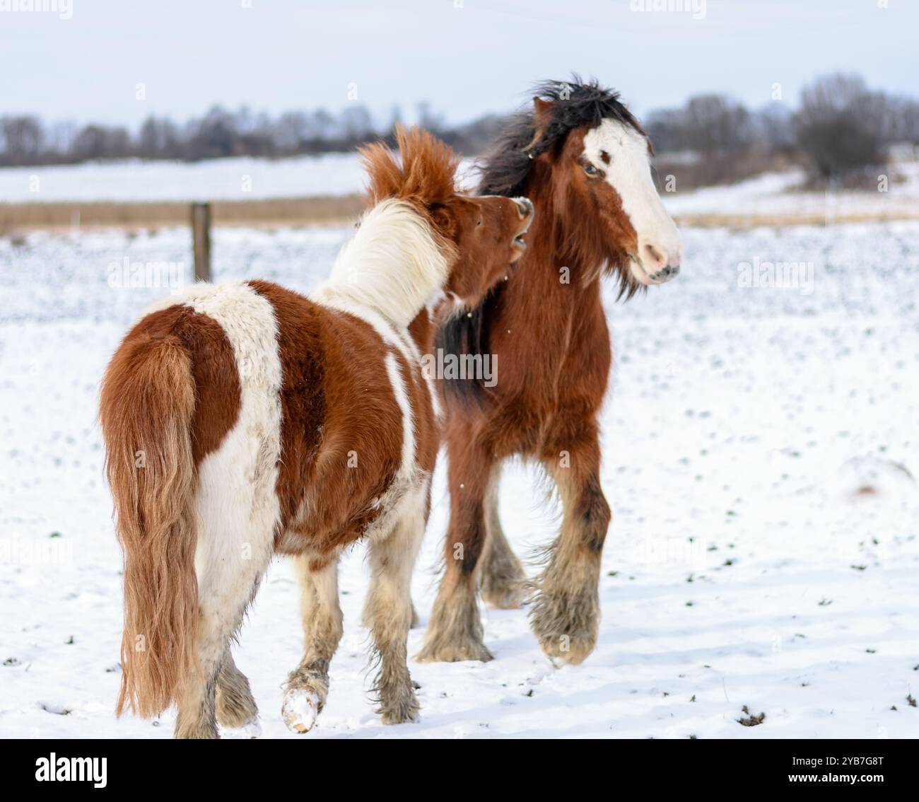 Two pinto ponies with white markings playing in the snow. Winter ...