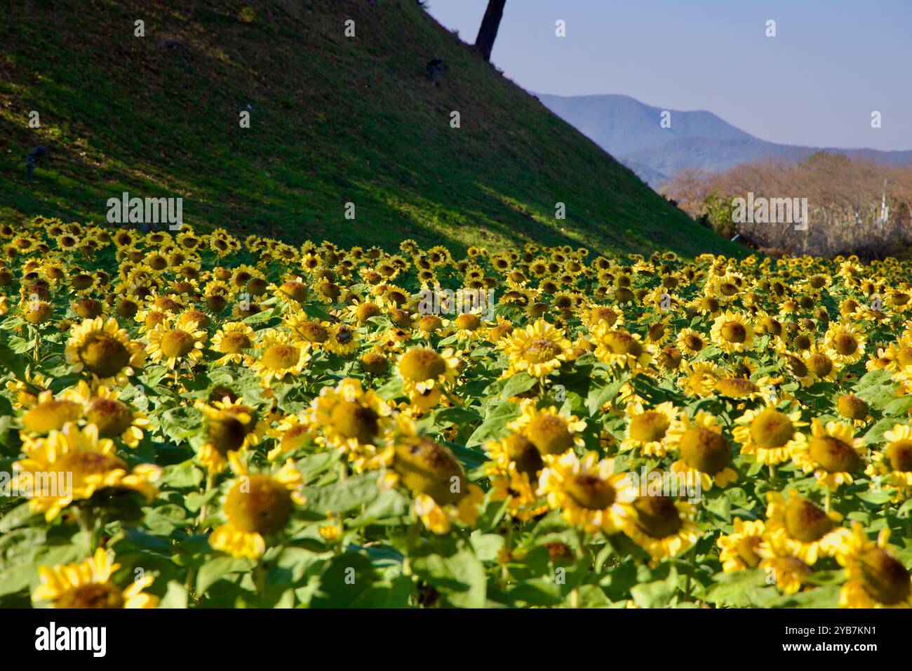 Gyeongju City, South Korea - November 11th, 2023: A vibrant sunflower ...