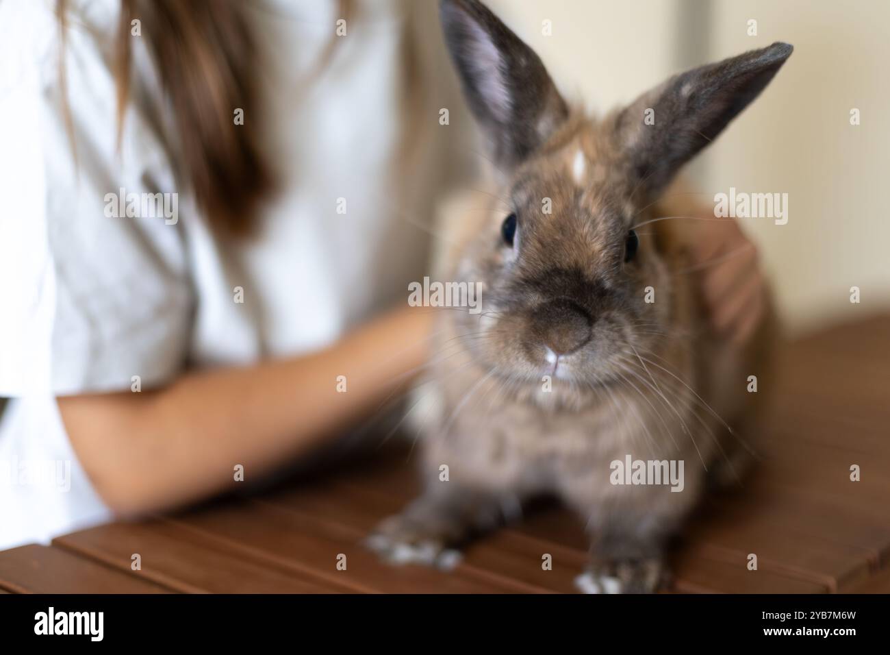A pretty little girl is playing with a pet rabbit. Pets concept Stock ...