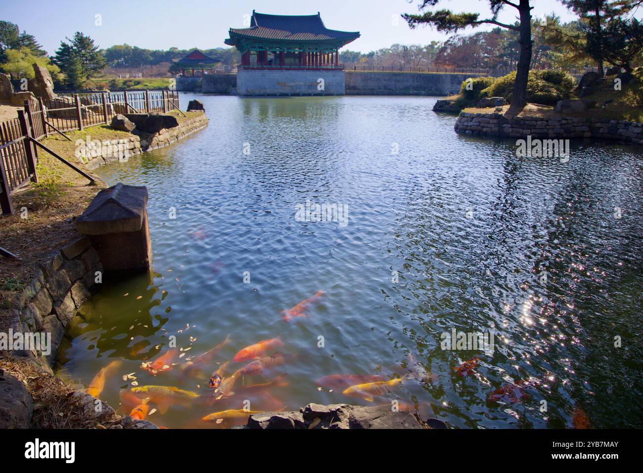 Gyeongju, South Korea - November 11th, 2023: Brightly colored koi fish ...