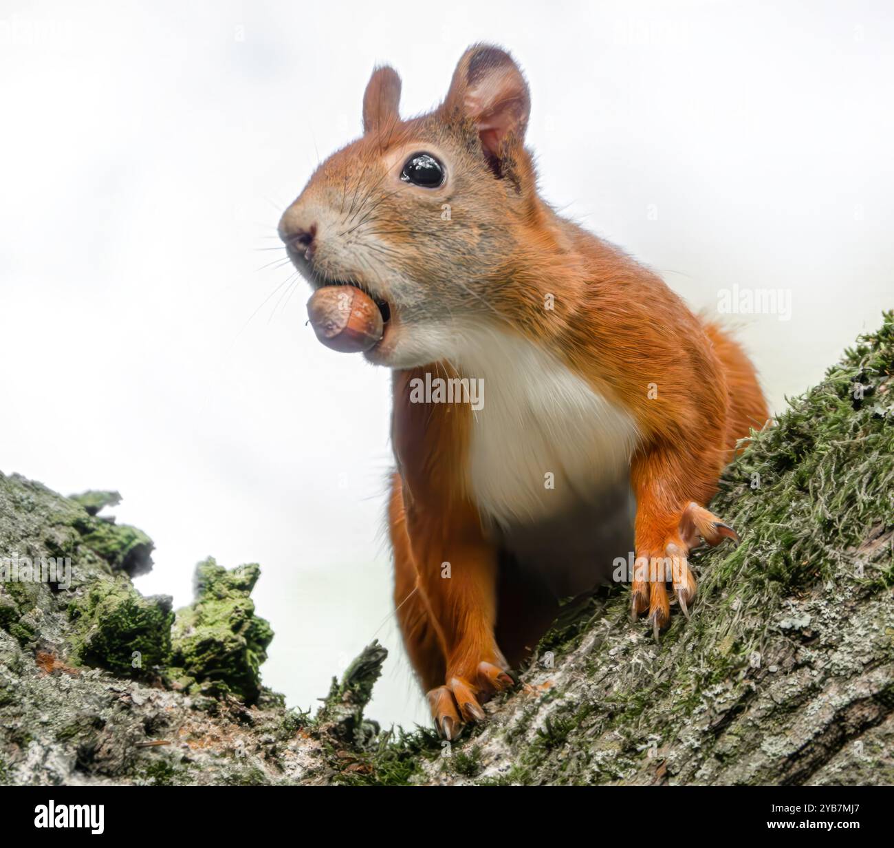 Squirrel with a hazelnut in its mouth Stock Photo - Alamy
