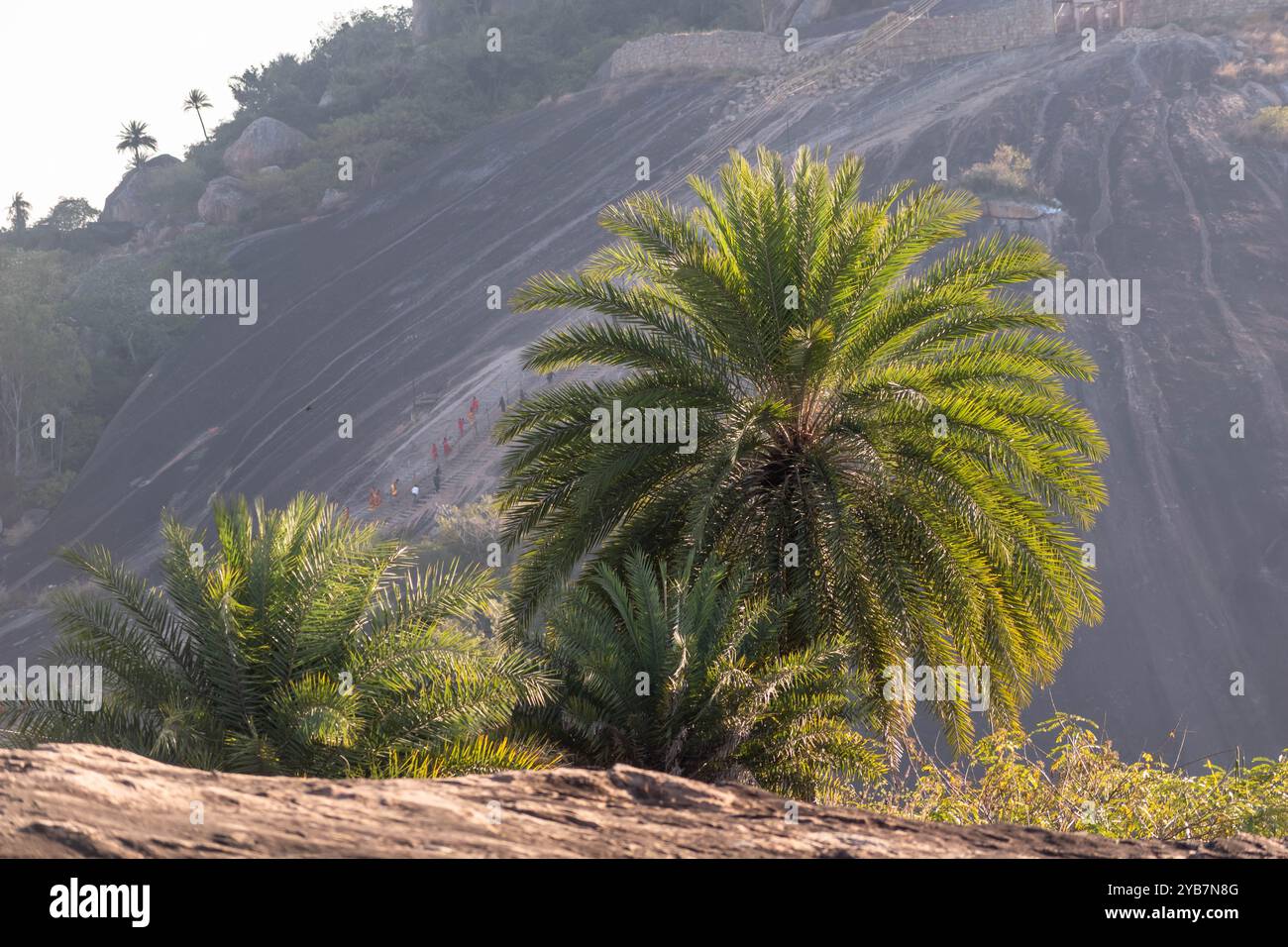 A lone palm tree stands out against the textured backdrop of the ...