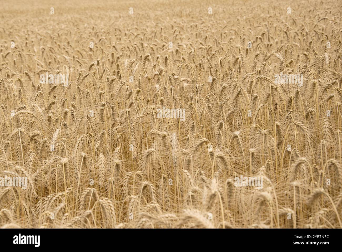 Corn field from birds eye hi-res stock photography and images - Alamy