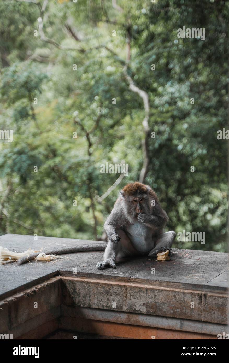 Wild Monkey Enjoying a Quiet Moment in Nature Stock Photo - Alamy