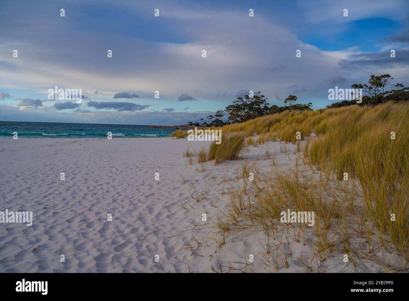 Marram Grass in Australian beach Stock Photo - Alamy