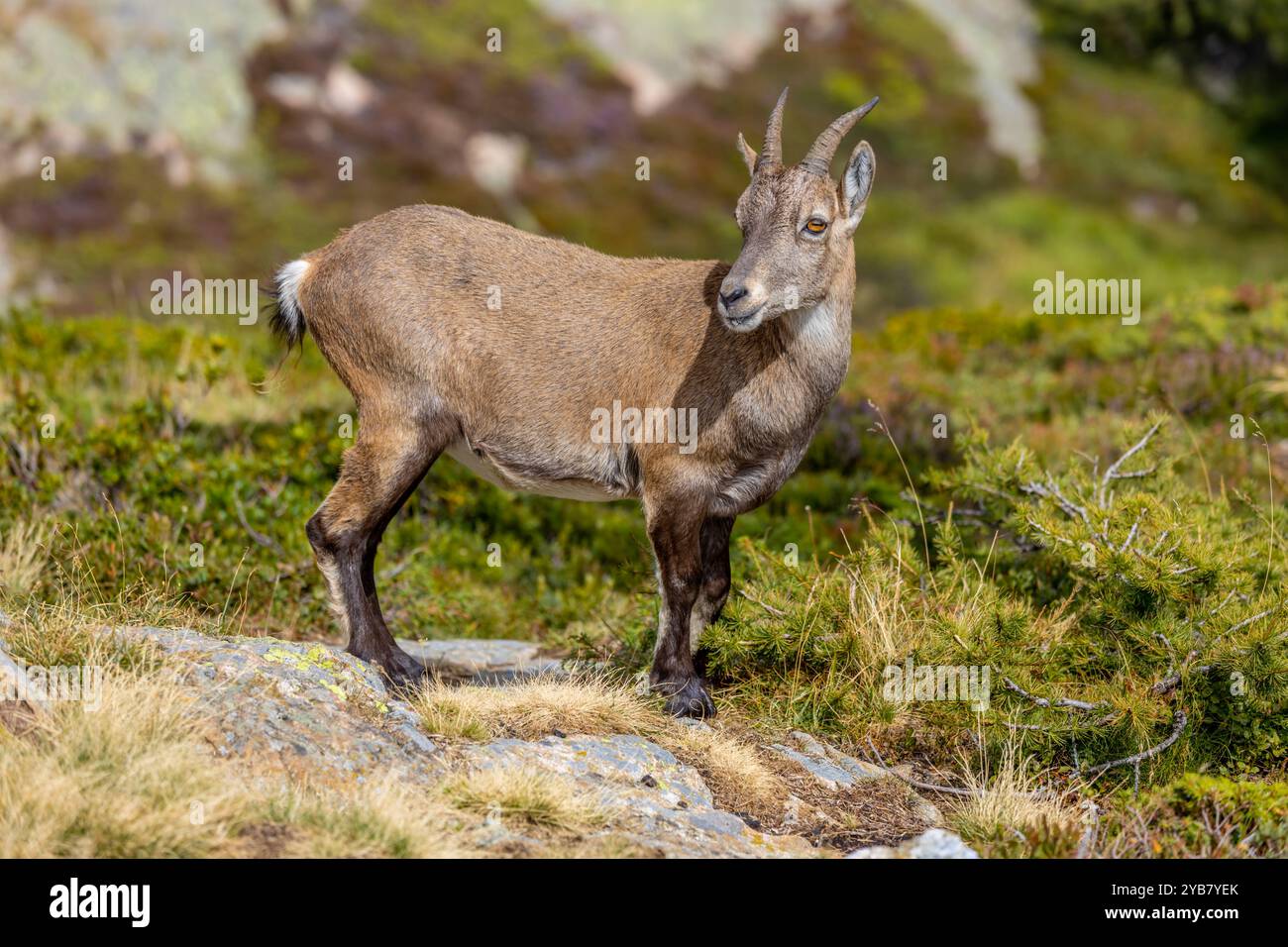 Mountain goat in the wild nature in the Alps. Wild animal in the ...