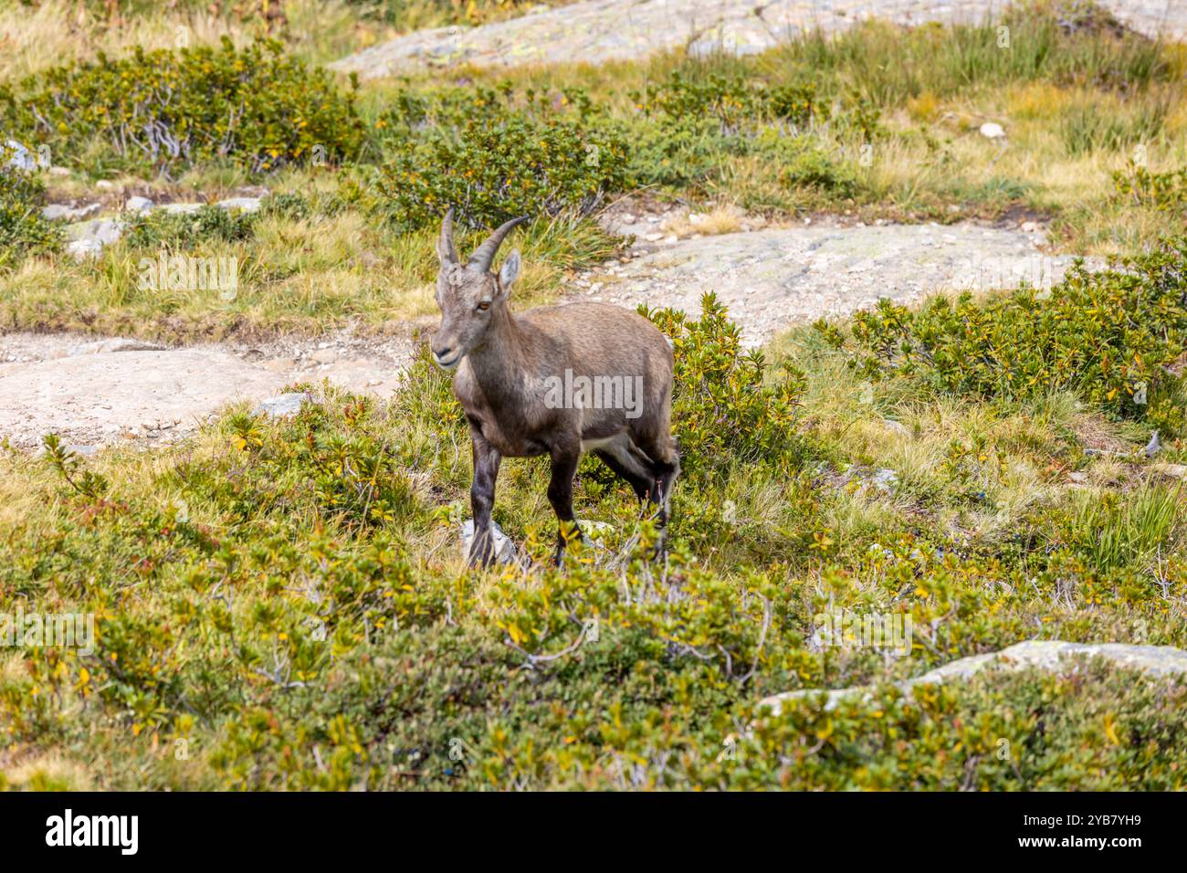 Mountain goat in the wild nature in the Alps. Wild animal in the ...