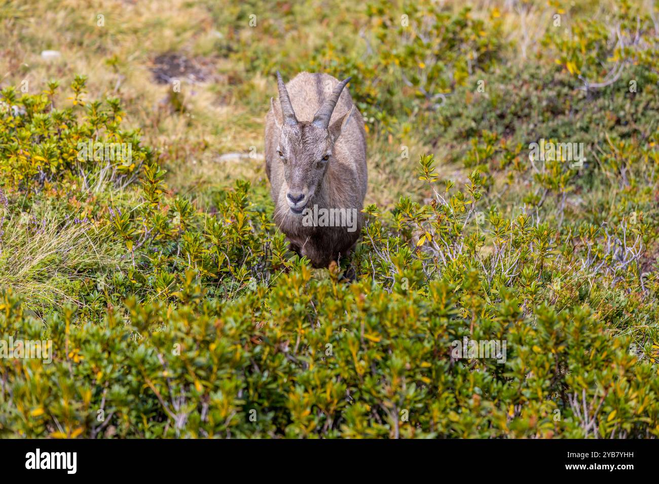 Mountain goat in the wild nature in the Alps. Wild animal in the ...